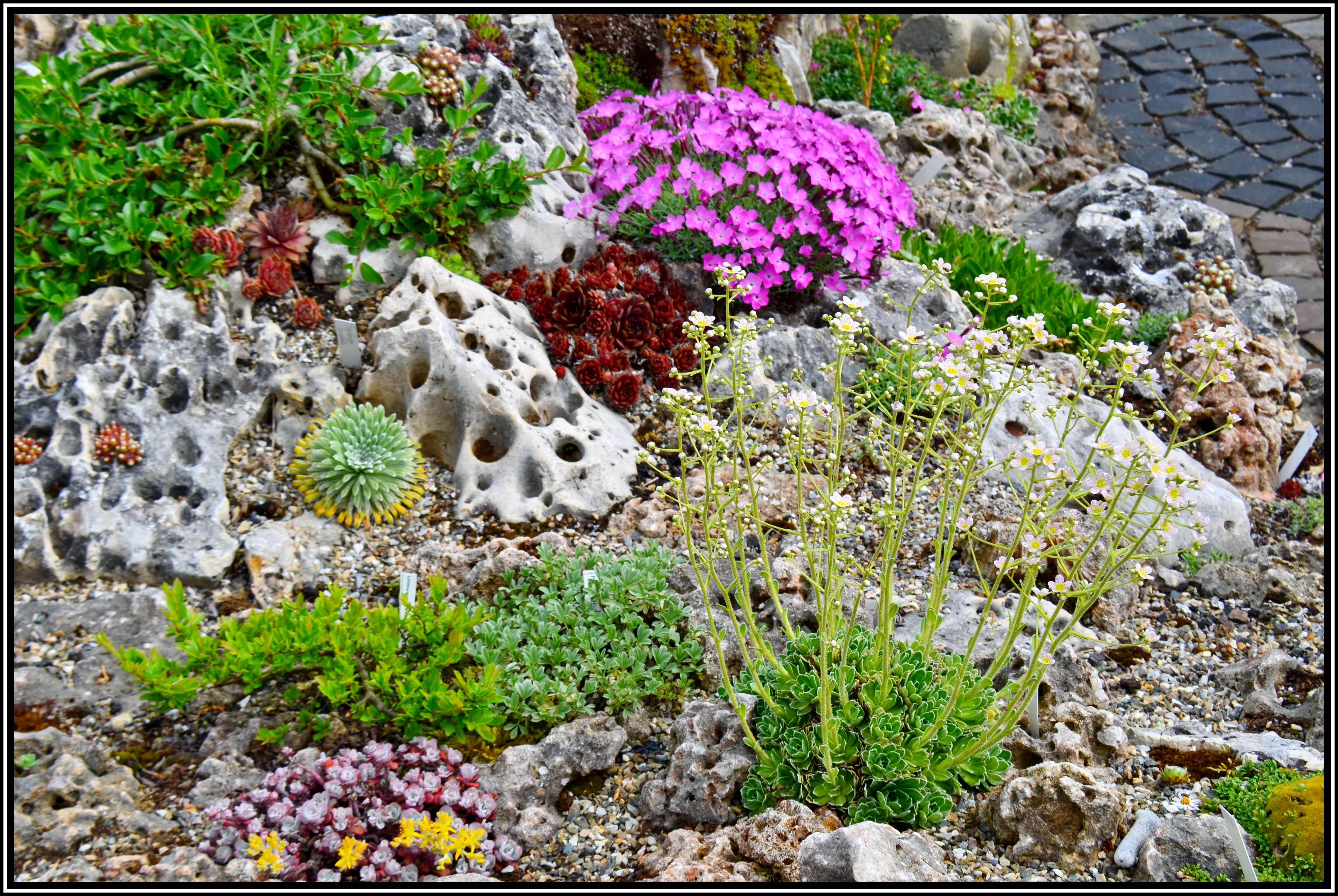 Mein kleines Alpinum - Hier sind die Neuigkeiten aus meinem Steingarten